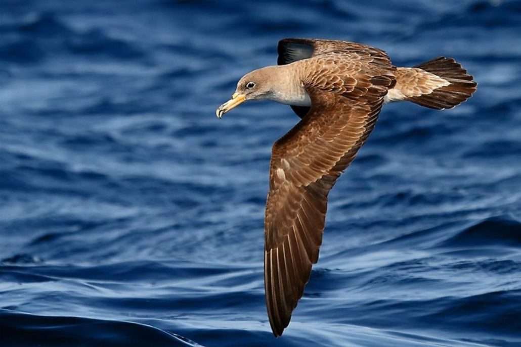 La fauna marina di Tenerife - Tenerife Pass